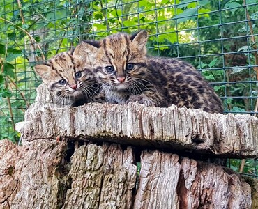 Oncilla | Zoofreunde Dortmund e.V.